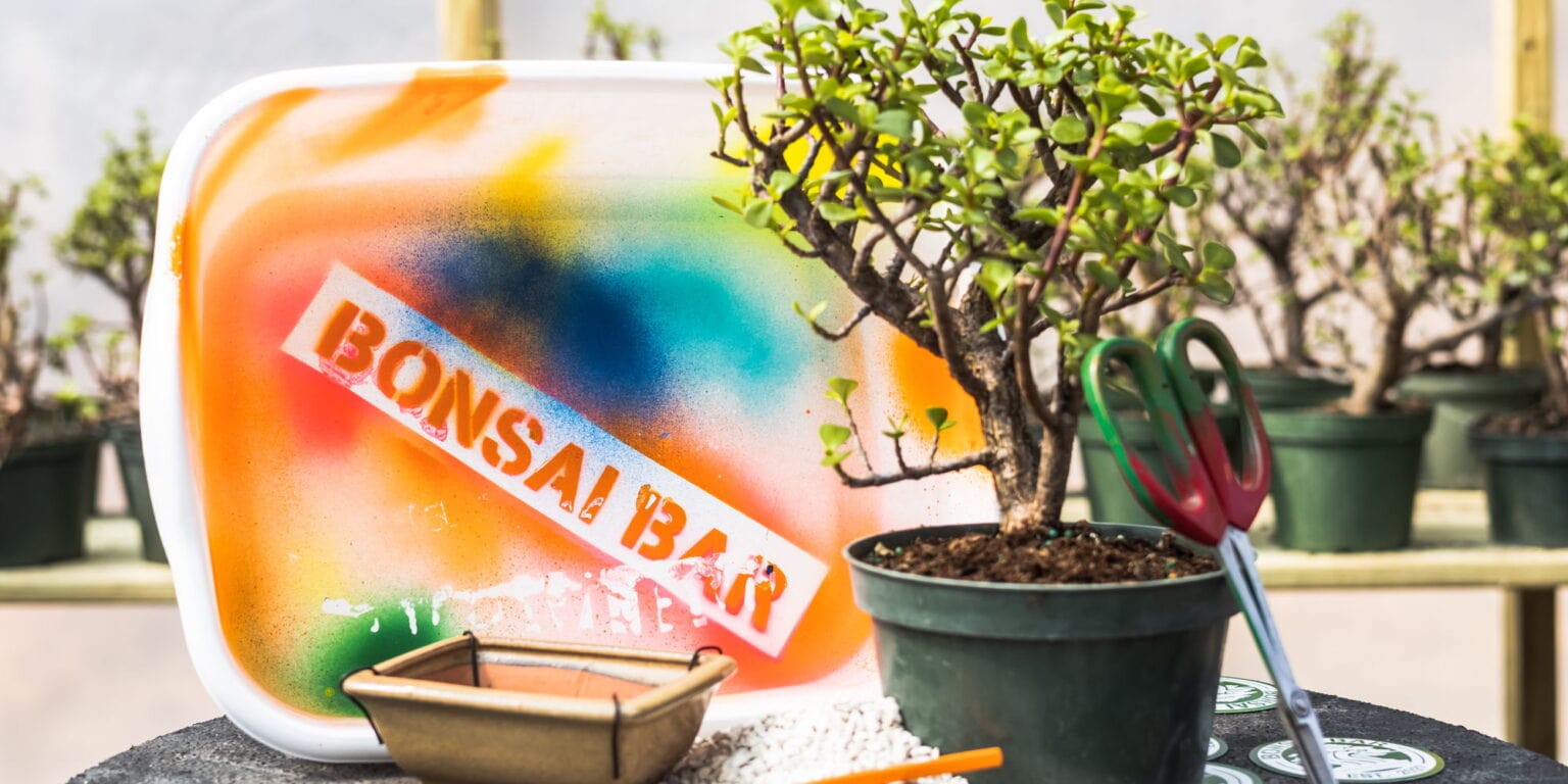 Bonsai Workshop at SingleCut Beersmiths - Queens - Long Island City ...